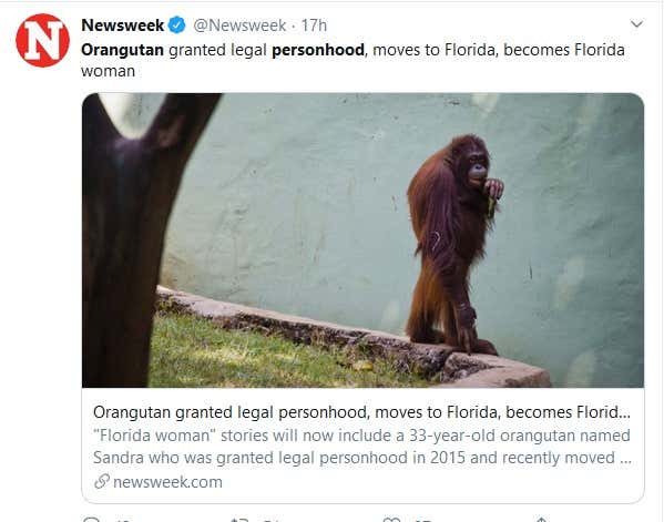 The Most 2019-Ready Headline Ever: 'Orangutan Granted Legal Personhood ...