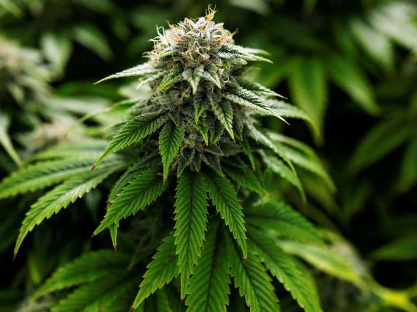 Major League Baseball Used Some Rare Common Sense Today And Removed ...