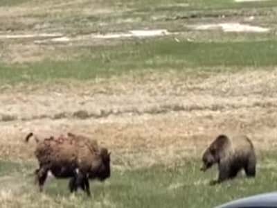 Grizzly Bear Vs. Bison In A Fight To The Death At Yellowstone - Who Ya ...