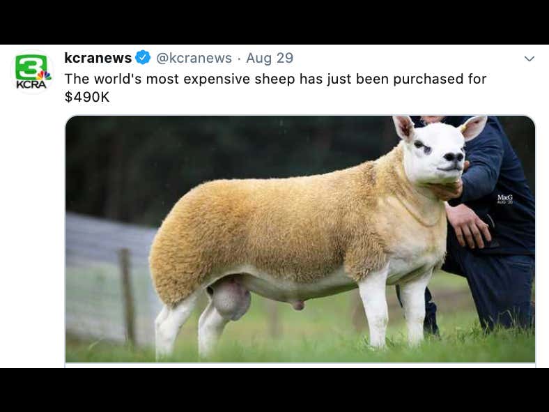 This Sheep With Humongous Nuts Just Sold For A Record $490,000 ...