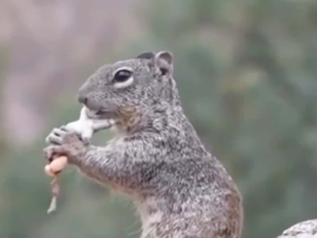 This Squirrel Ripped A Lizard's Head Clean Off And He Liked It ...