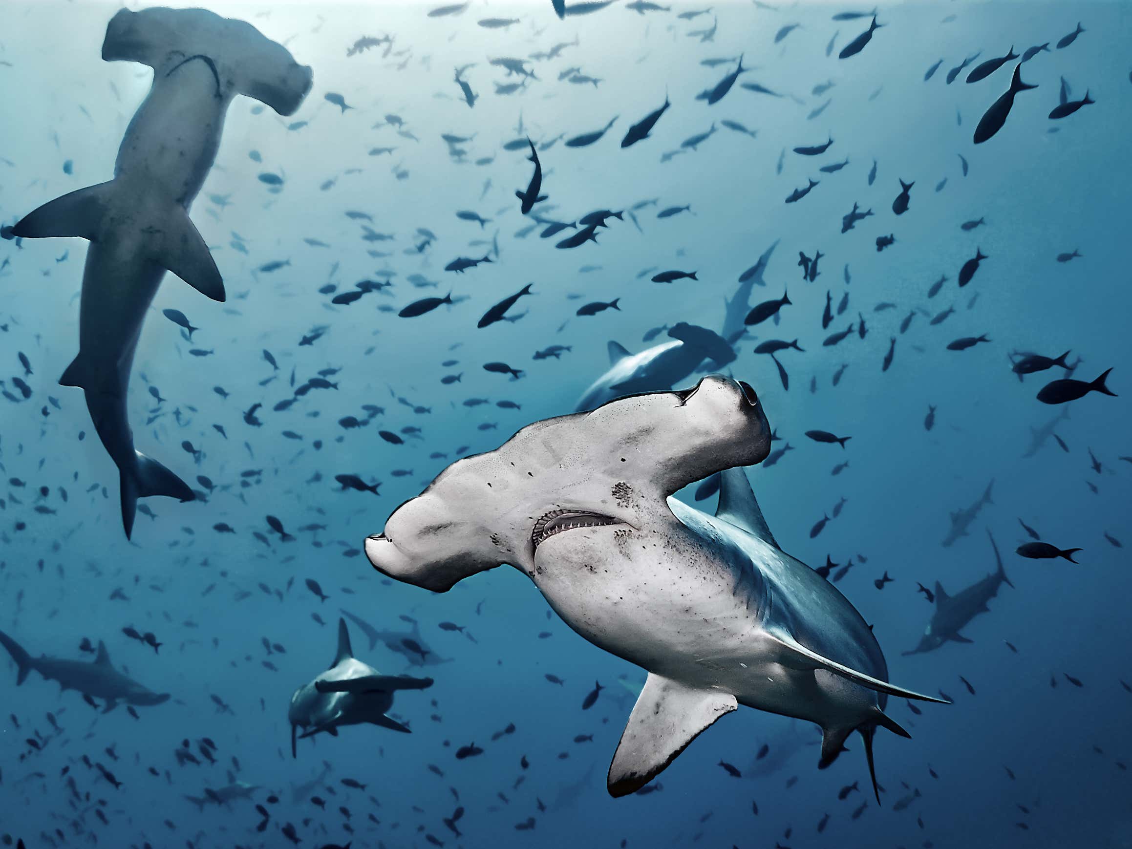 A "Sharkano" Erupted In The Depths Of The Pacific Ocean Unleashing ...