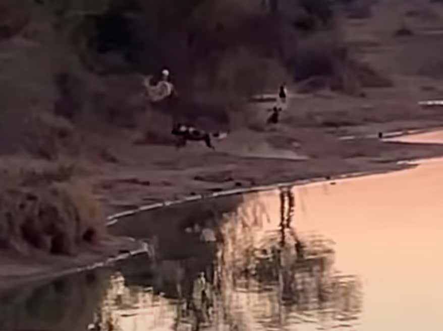 Watch An Impala Take On 16 Wild Dogs And A Pod Of Angry Hippos In Croc ...