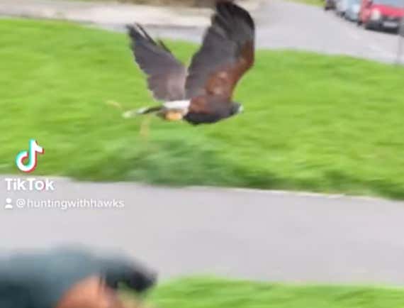 This TikToker That Does Drive-Bys And Unleashes Hawks On Unsuspecting ...