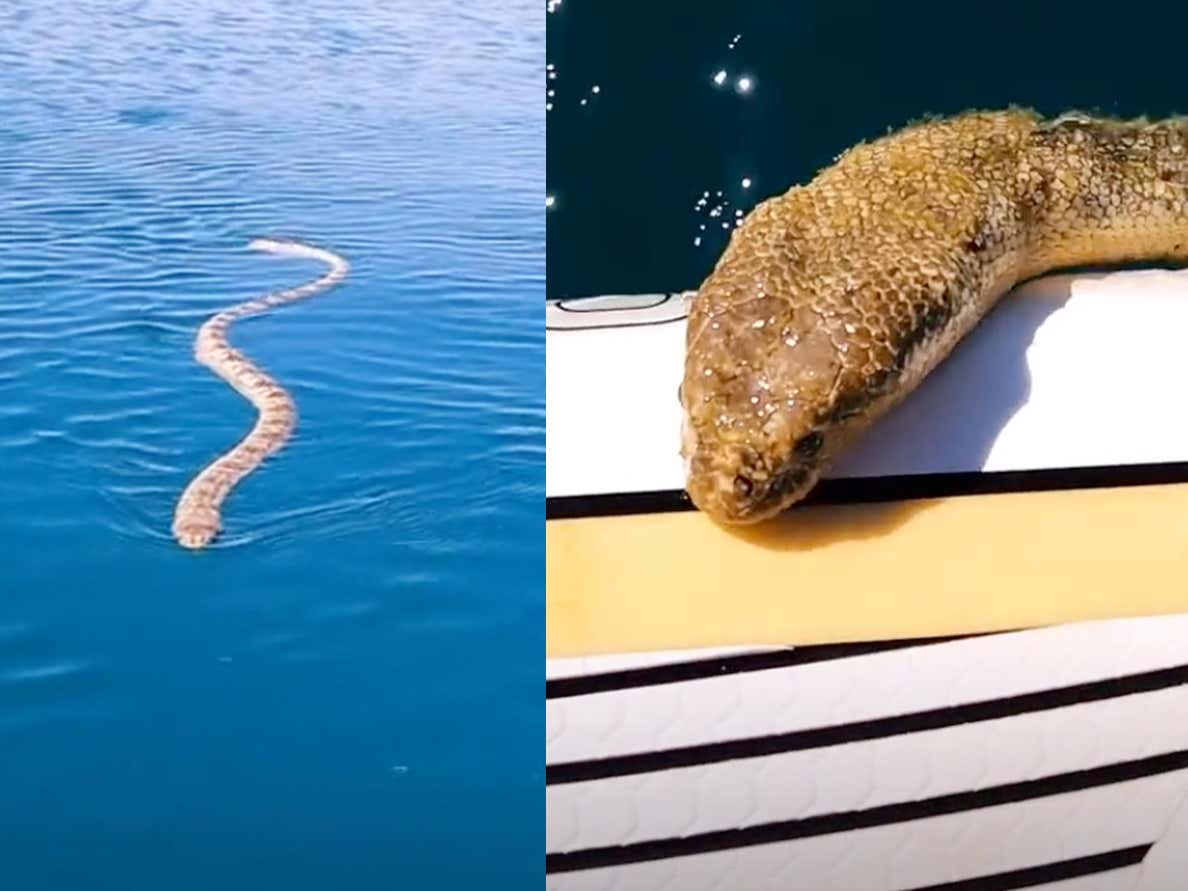 Australians Fear Absolutely Nothing: Surfer Let's A Horny And Venemous ...