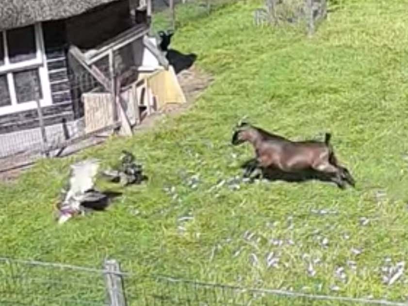 INCREDIBLE Video Of A Heroic Goat And Rooster Fighting Off A Hawk That ...