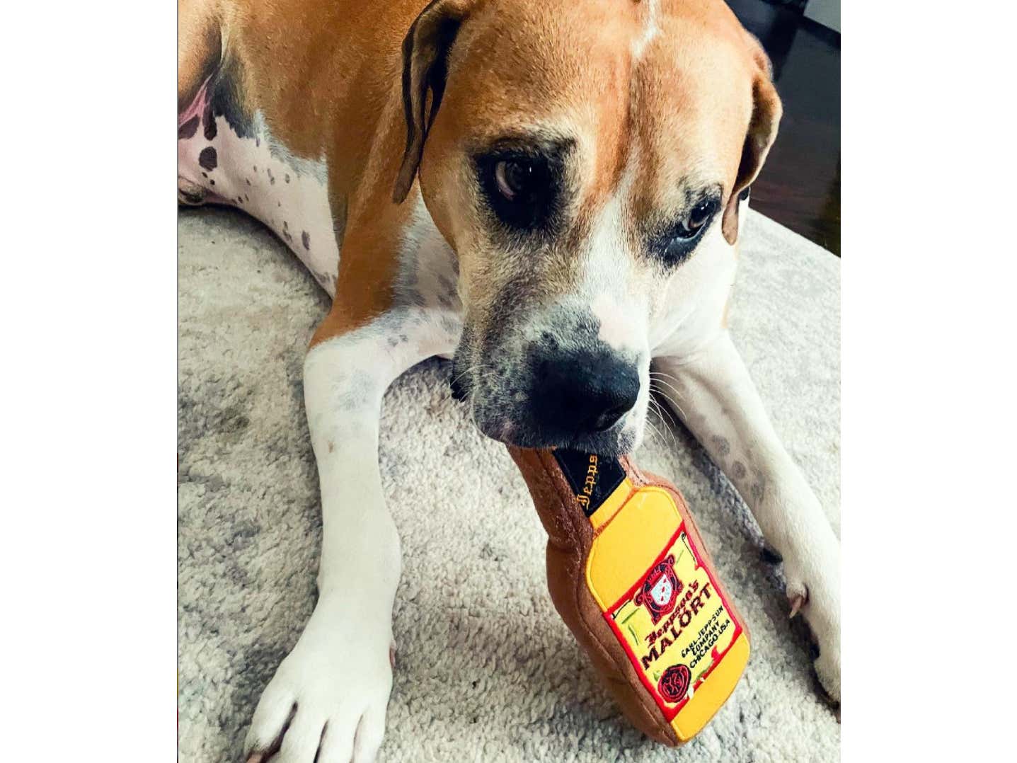 Barstool Sports Dogs Of The Week | Barstool Sports