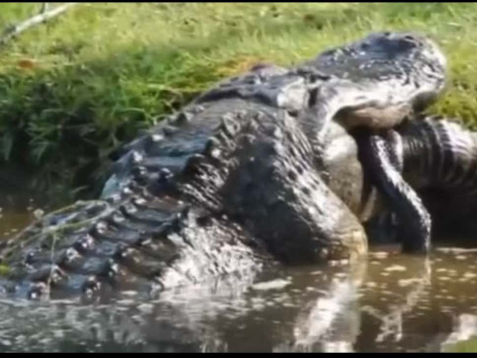 WATCH: Cannibalistic Alligator destroys fellow gator friend | Barstool ...