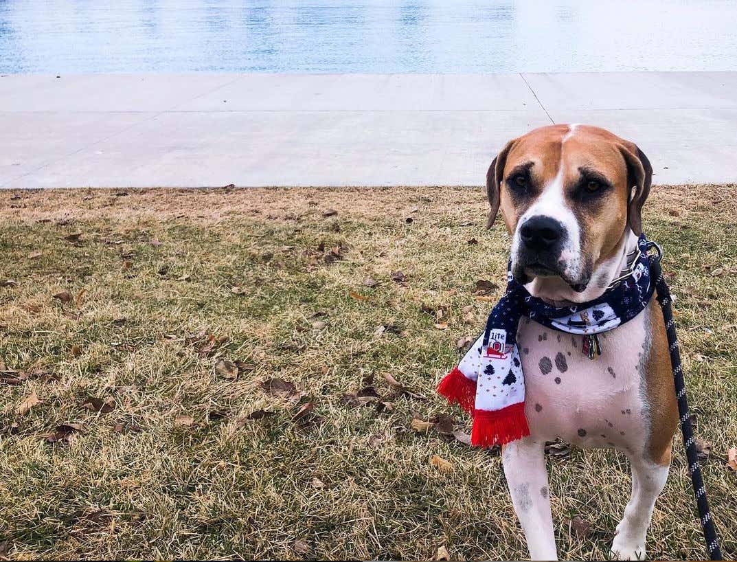 Barstool Sports Dogs Of The Week | Barstool Sports