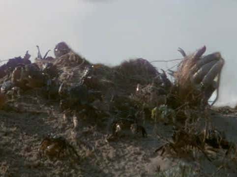 The End Times are Upon Us as 'a Biblical Plague' of 50 Million Cannibal ...