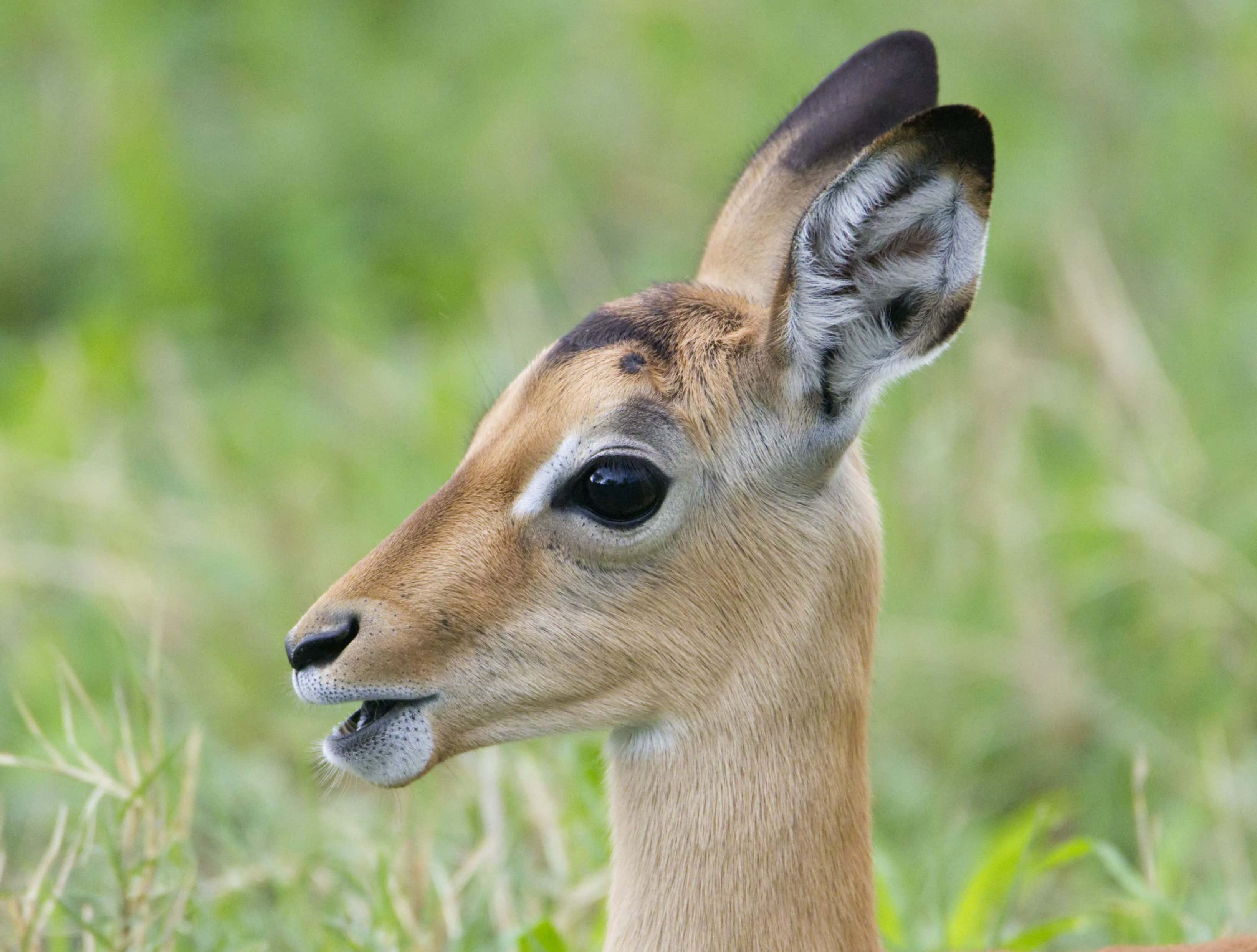 Baby Impala Animal