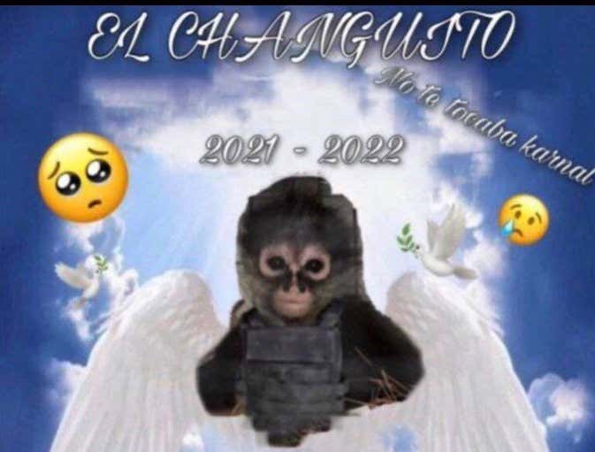 Musical Tributes are Being Written to El Chango, the Drug Cartel Monkey ...