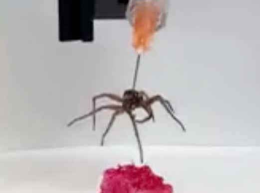 Idiot Researchers Are Bringing Spiders Back From The Dead And Giving ...