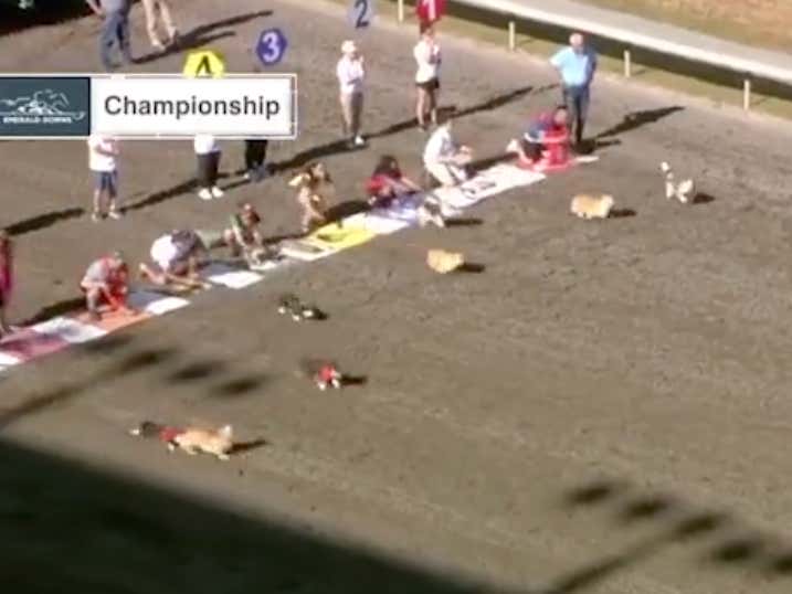 Corgi Racing Is The Sport Of The Future | Barstool Sports
