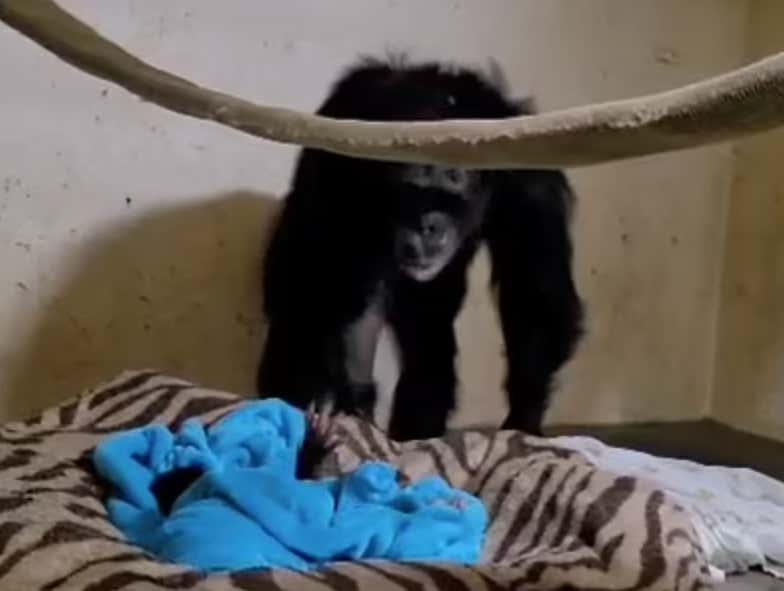 Heartwarming Video Of The Day: Mama Chimp And Baby Chimp Are Reunited ...