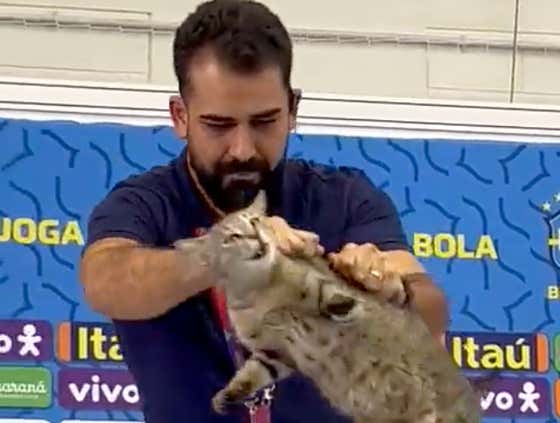 The Qatar Cat Curse? Brazil Lost Their Match Against Croatia After A ...