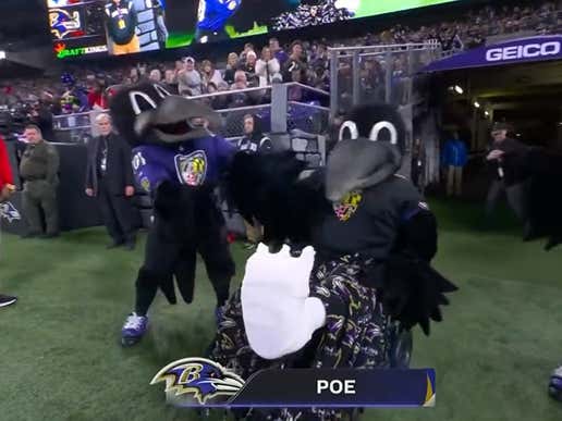 Ravens Mascot Poe Announced His Triumphant Return From An ACL Injury ...
