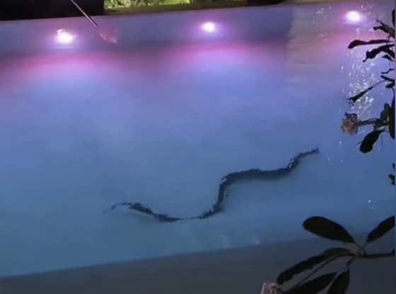 Vacationing In Thailand Sounds Like Fun After A 12 Foot Snake Was ...