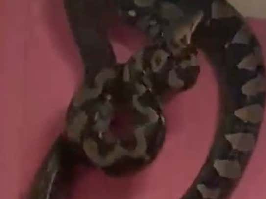 Monday Nightmares ... Monstrously Long Snakes Fall From The Ceiling ...