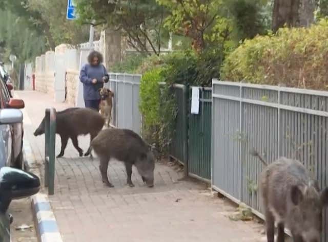 RED ALERT: Canadian "Super Pigs", "A Highly Intelligent, Possibly ...