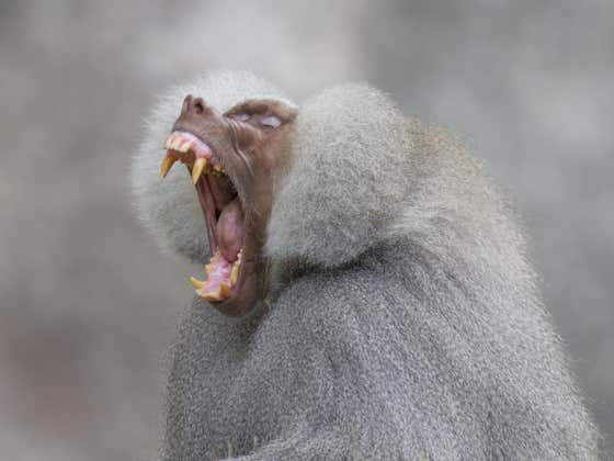 The Animal Apocalypse Continues as Baboons Critically Injure Hikers by ...