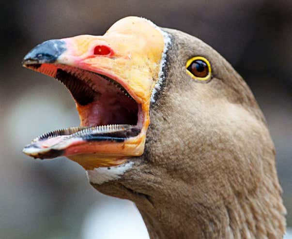 Vicious Goose Running Around Fordham's Campus Reminds Us That if Birds ...