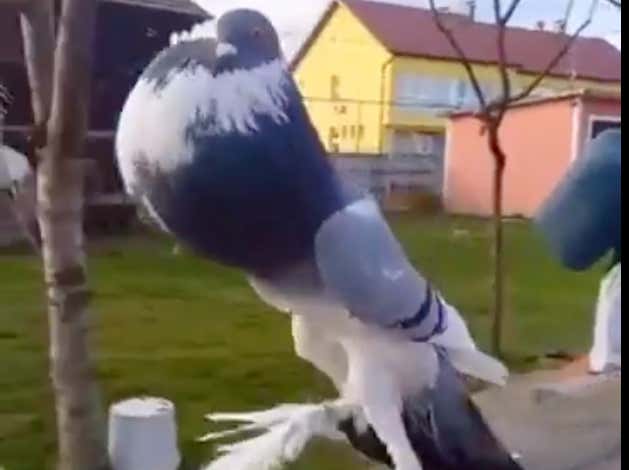 Look At this Freak of a Pigeon | Barstool Sports