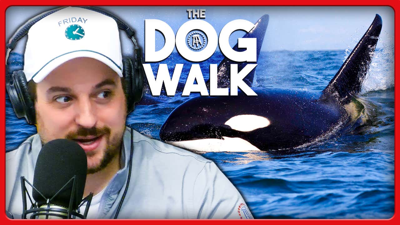 Why Orca Whales Are One of The Smartest Species on the Planet ...