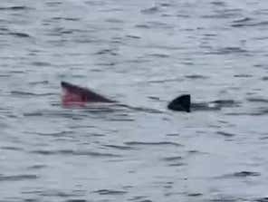 Video: A Great White Kicks Off Seal Eating Season on Cape Cod in Front ...