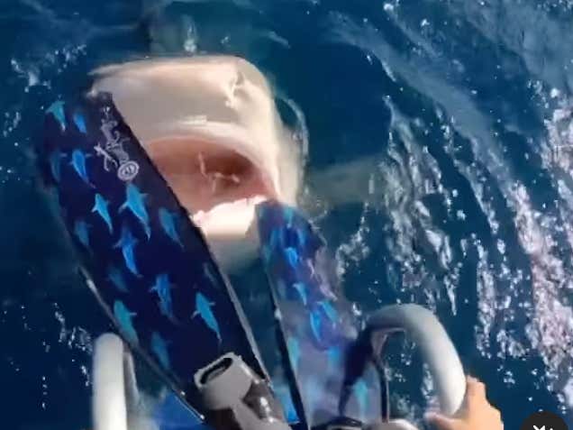 Scuba Diver Nearly Jumps Directly Into A Shark's Mouth | Barstool Sports