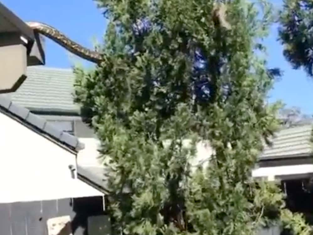 Reason Number 1,0573,828 To Never Go To Australia: GIANT Snake Goes ...