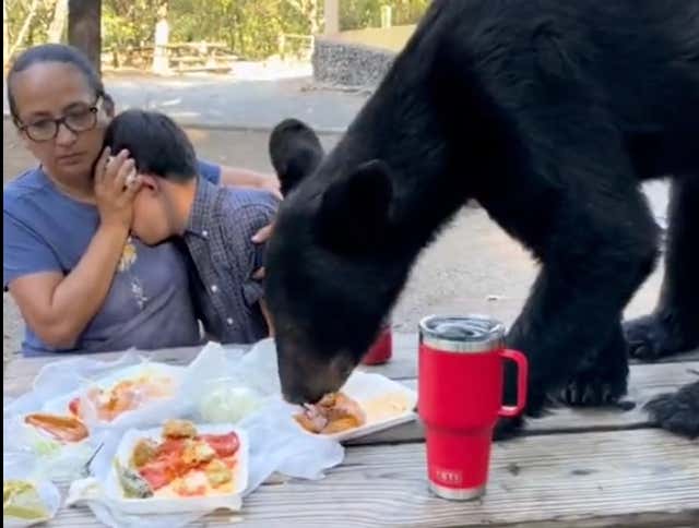 A Bear Ate A Family's Lunch Right In Their Faces And Didn't Do A ...