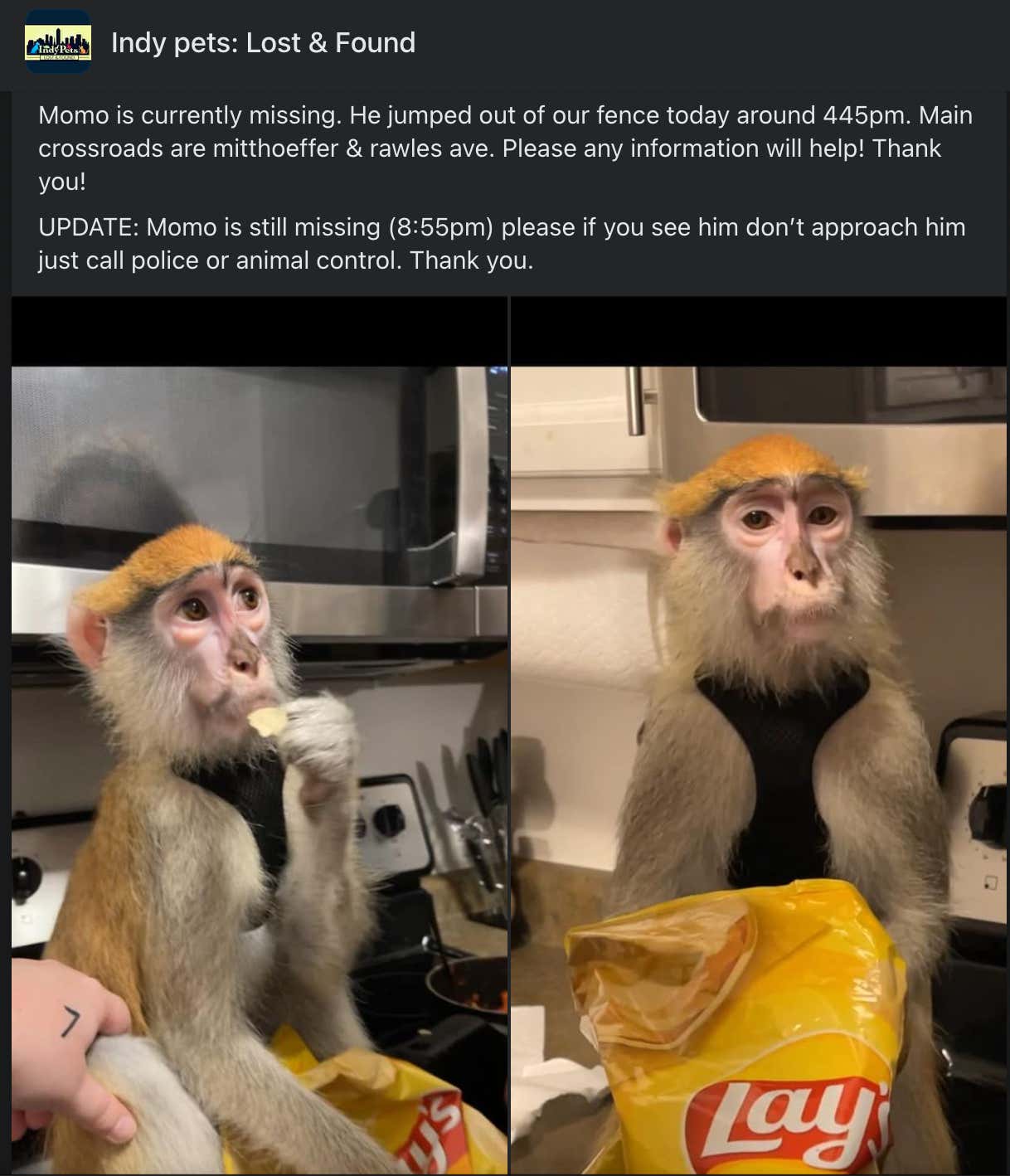 Momo The Monkey Has Escaped And Is Terrorizing The City Of Indianapolis ...