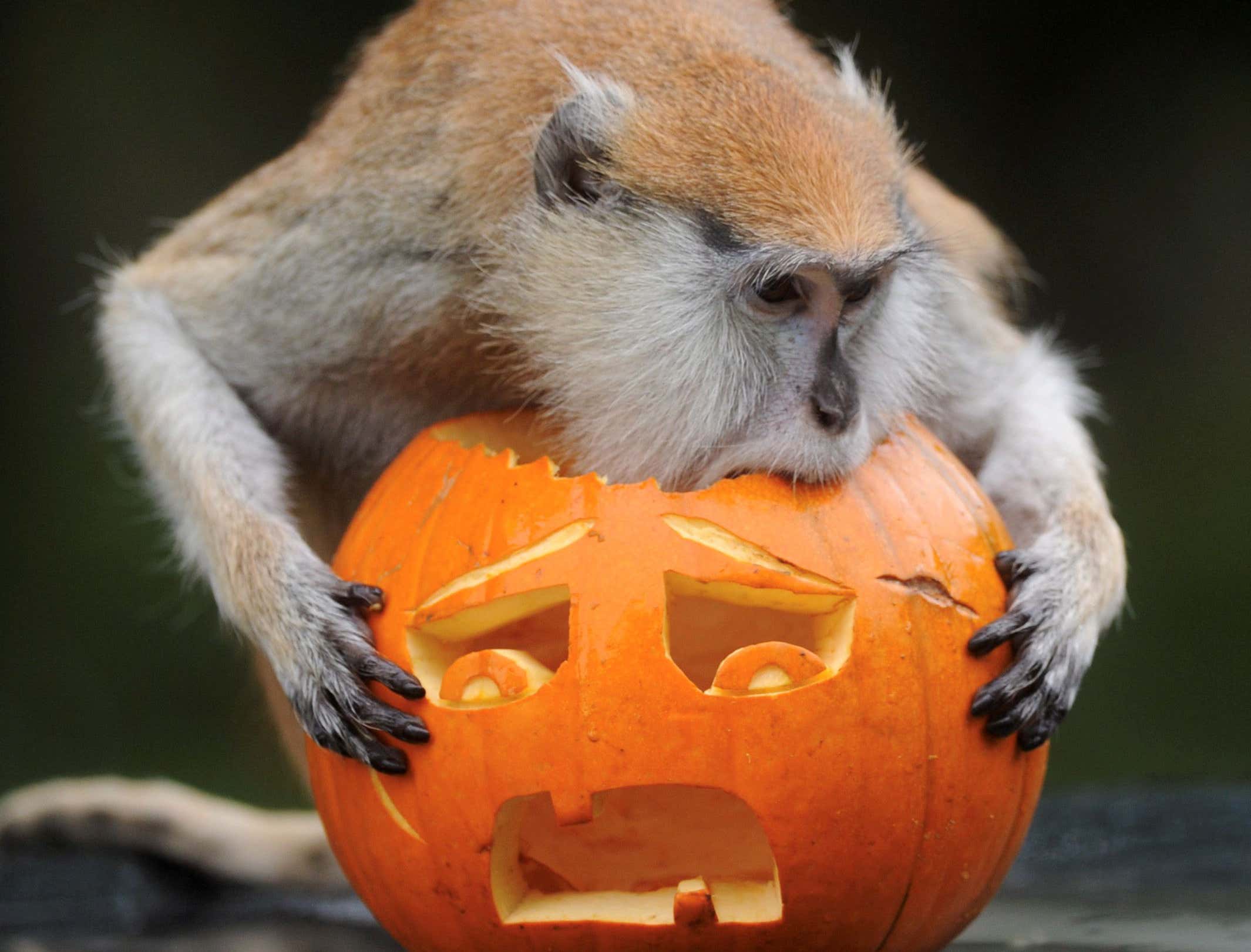 Momo The Monkey Has Escaped And Is Terrorizing The City Of Indianapolis ...