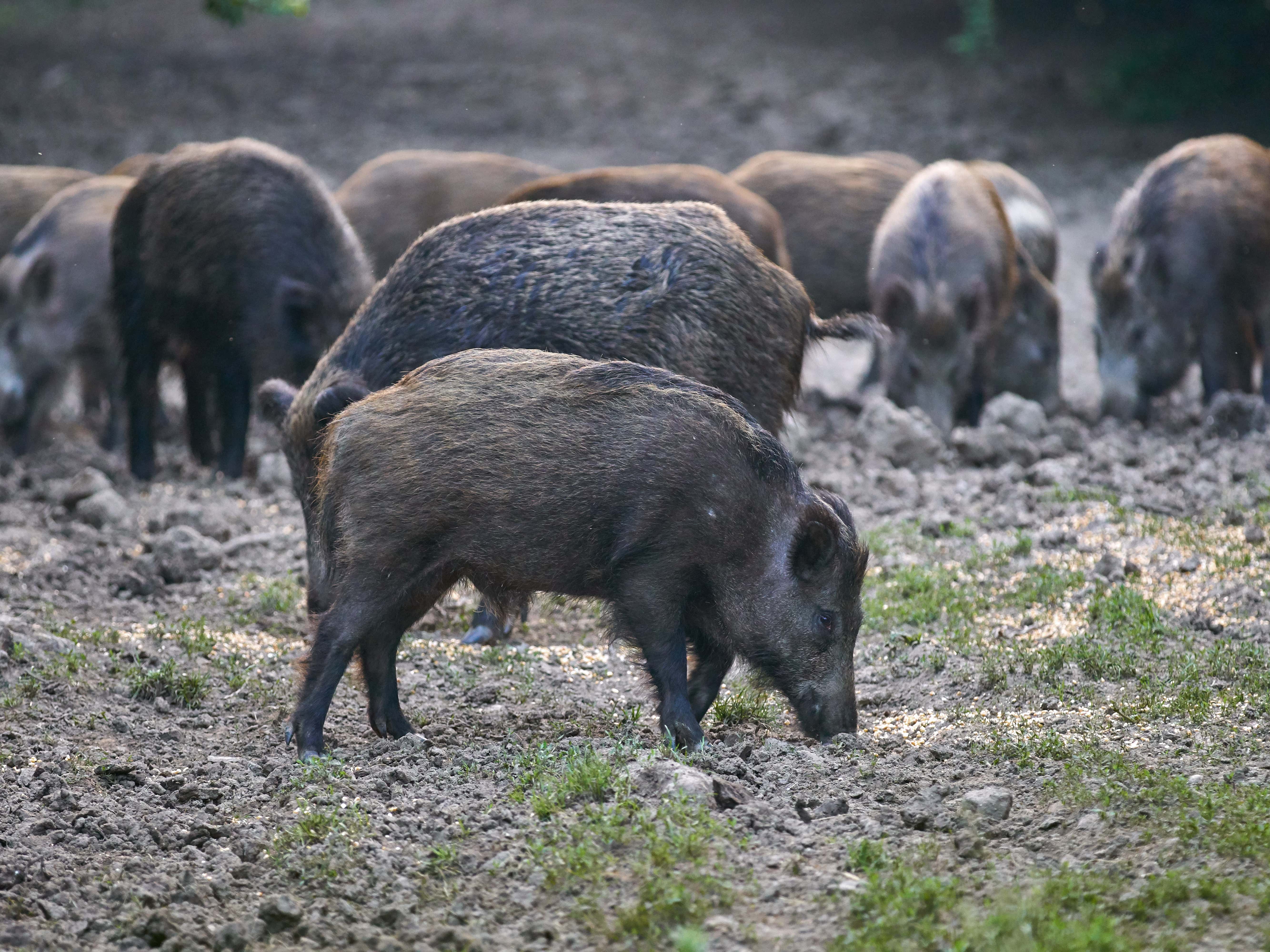 New Species of SUPER PIGS are Threatening to Invade the United States ...