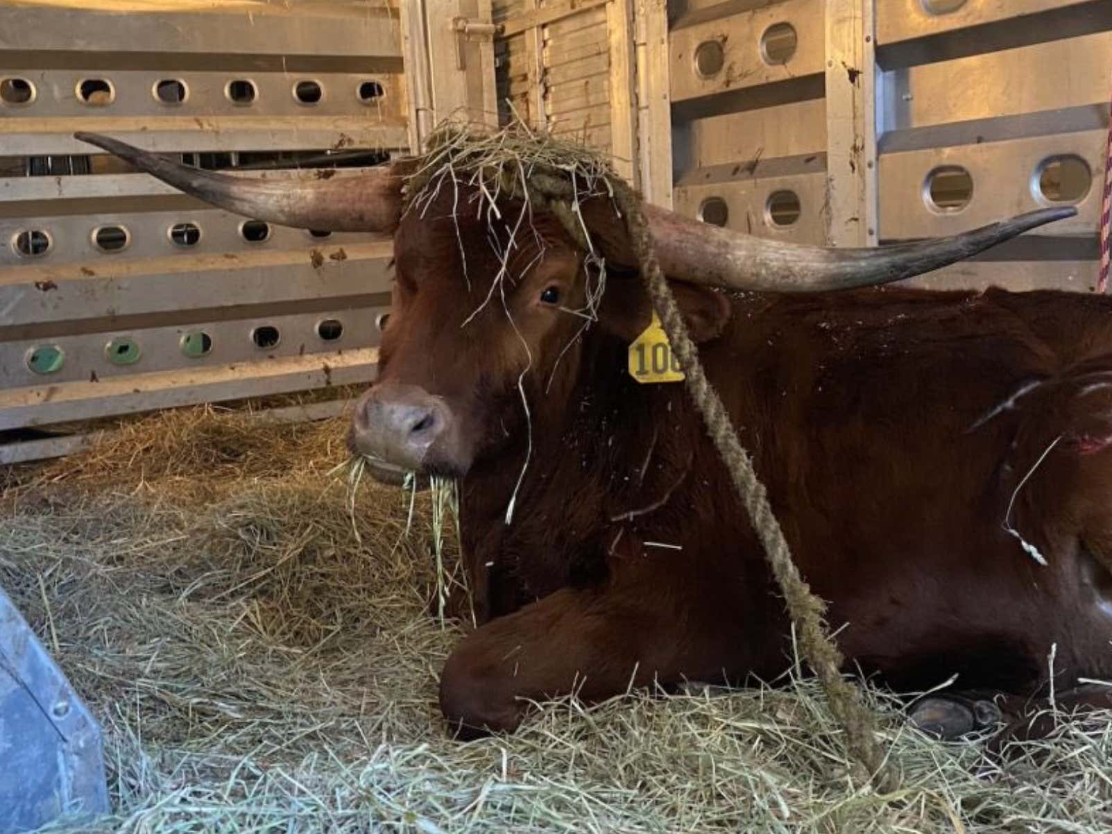 We Can All Rejoice Because The NJ Transit Bull Is Safe | Barstool Sports
