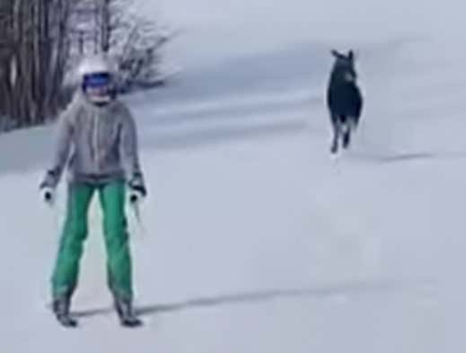 Watch: Wild Video Of A Moose Chasing A Bunch Of Skiers Down The ...