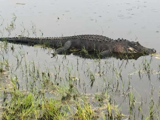 RIP Bubbles The Alligator | Barstool Sports