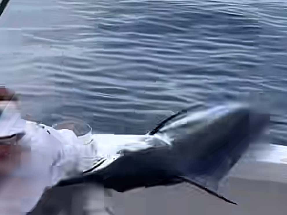 A Swordfish Almost Took A Guy’s Head Off In A WILD Video | Barstool Sports