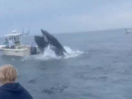Crazy Video Captures An Angry Whale Capsizing A Boat In New Hampshire ...