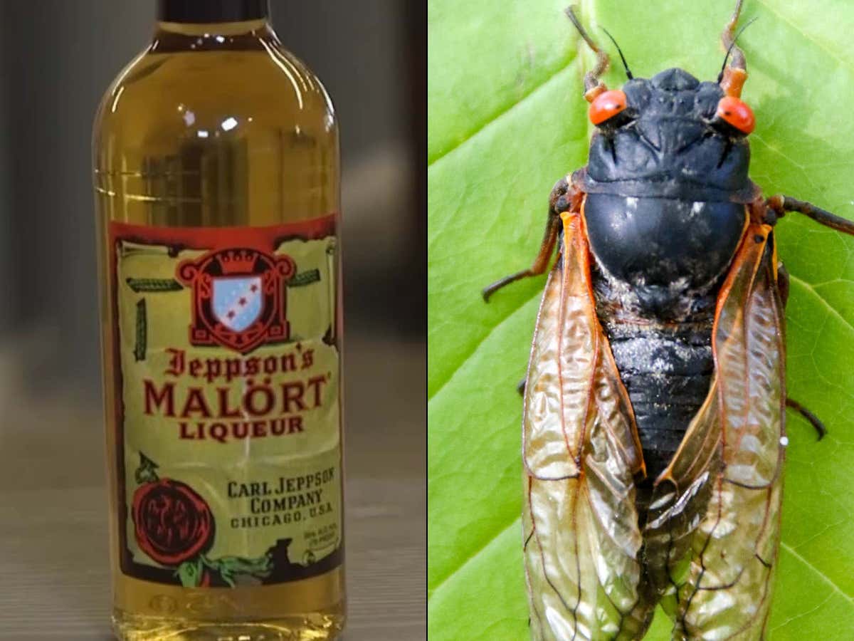 Chicago Bar Brews Up Cicada Infused Malört Liquor And Immediately Gets ...