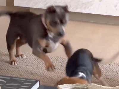Pete the Beagle and Miss Peaches 1st Zoomies! | Barstool Sports