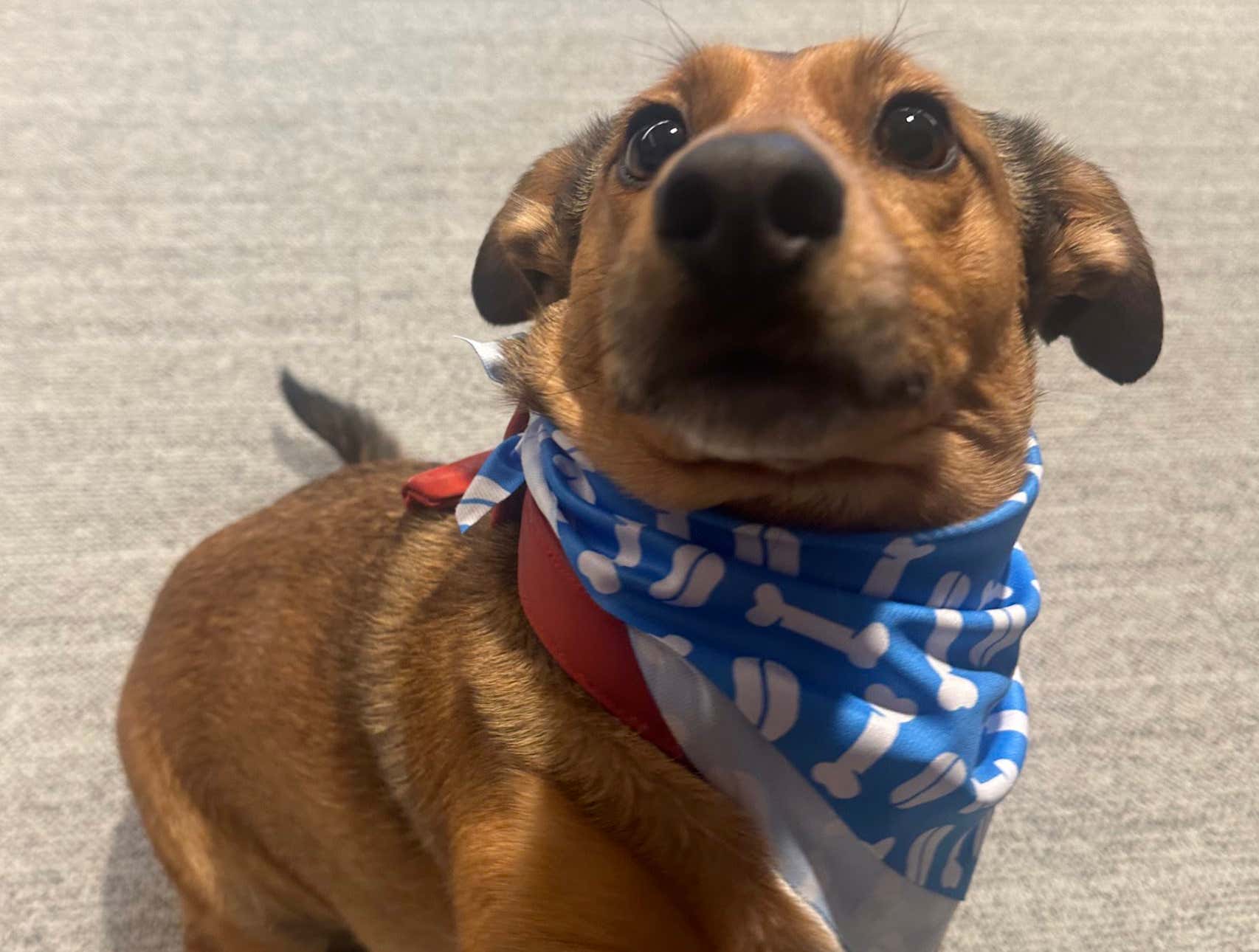 Chaos: Dog Steals Bone From Unaware Kate | Barstool Sports