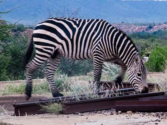 There's a Zebra On The Loose In Tennessee And Nobody Can Catch It ...