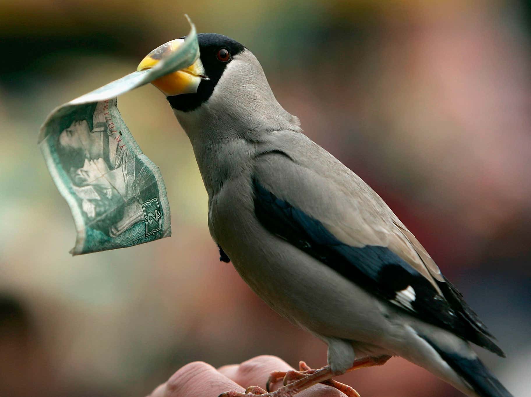 Scientists Say That Birds Make People As Happy As Money Which Proves My ...