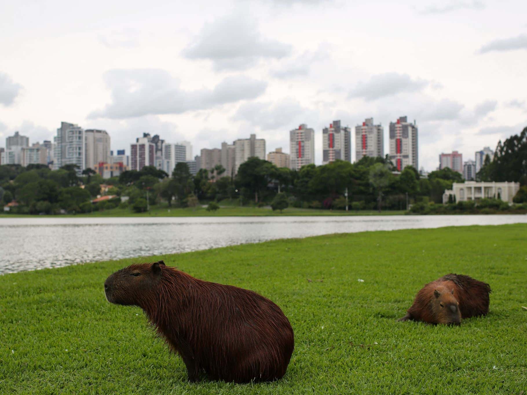 Communist Capybaras Invade City | Barstool Sports