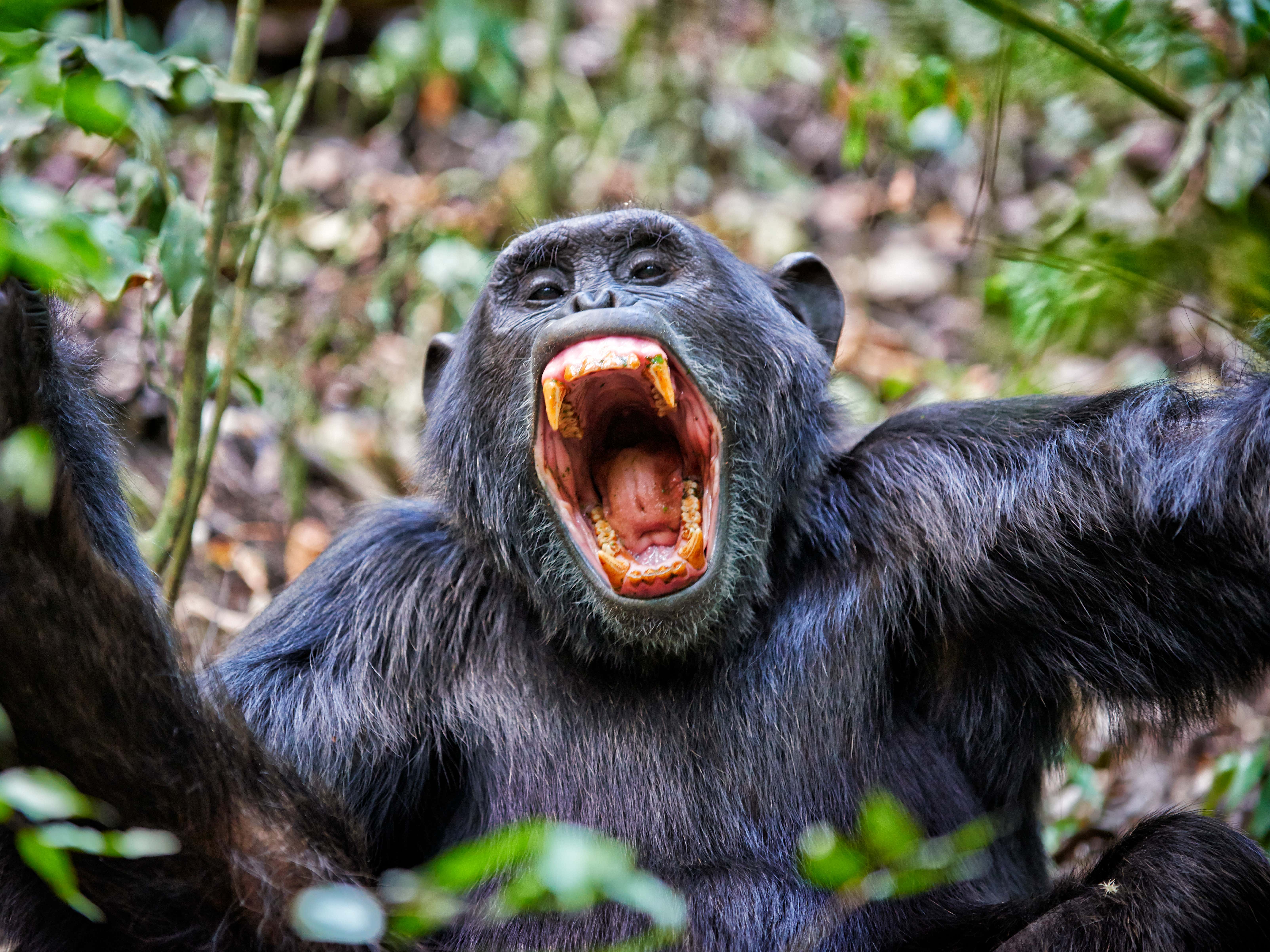 VIDEO: Lethal Chimpanzee Attack On Gorillas | Barstool Sports