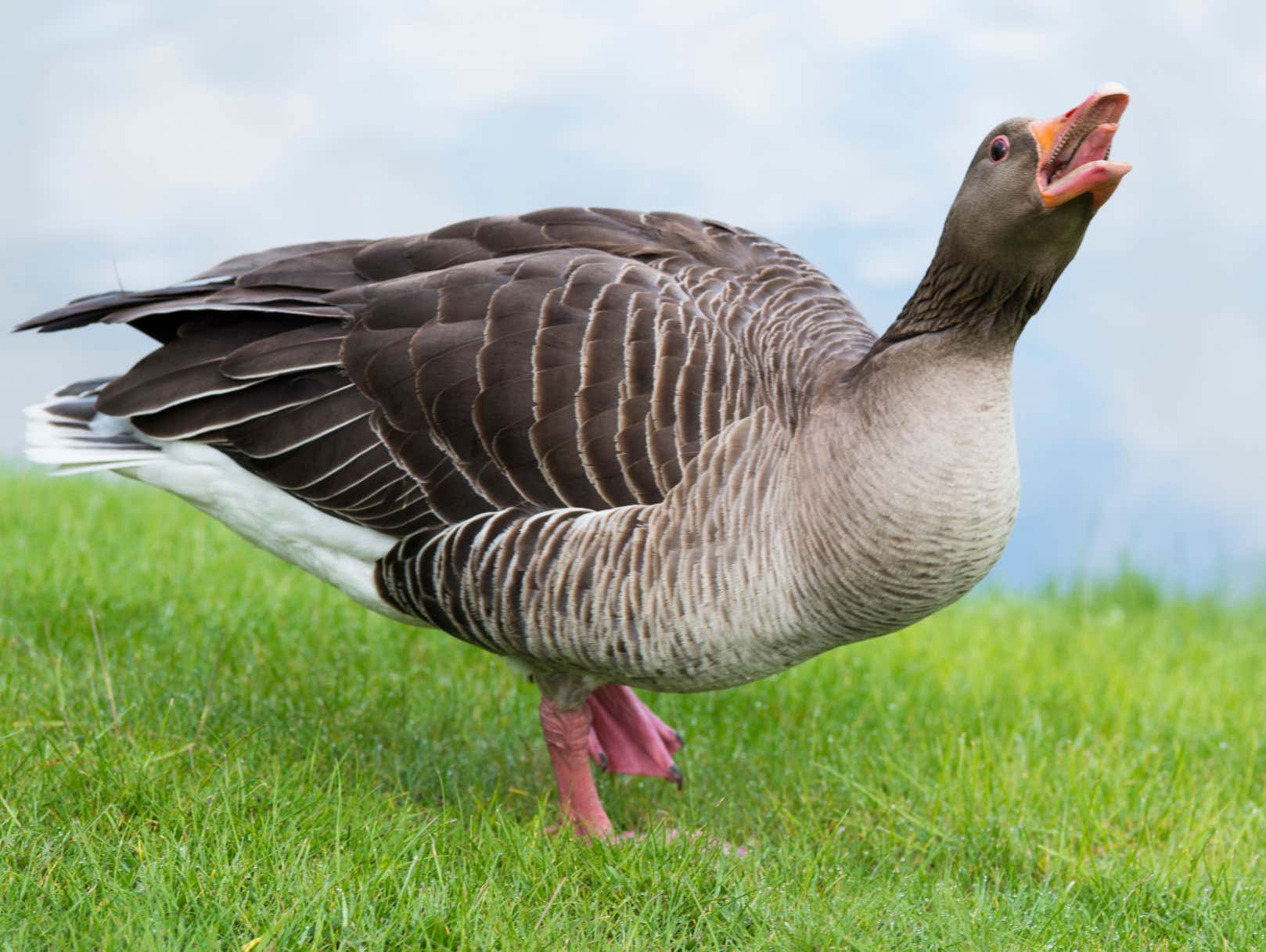 WE LITERALLY HAVE A TALKING DUCK! Australian Duck Learns How To Curse ...