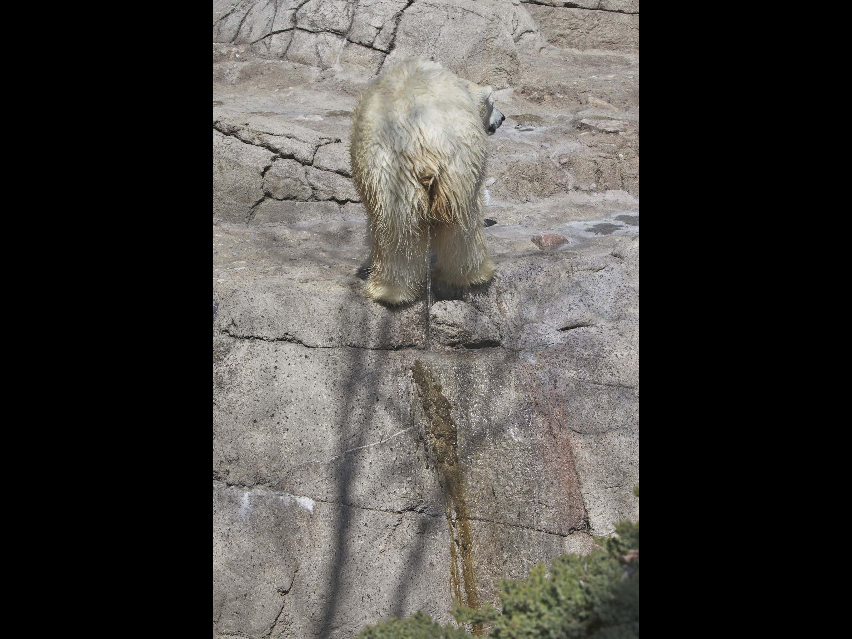 A Bay Area Woman Allegedly Started A Fire That Ultimately Burned Down ...