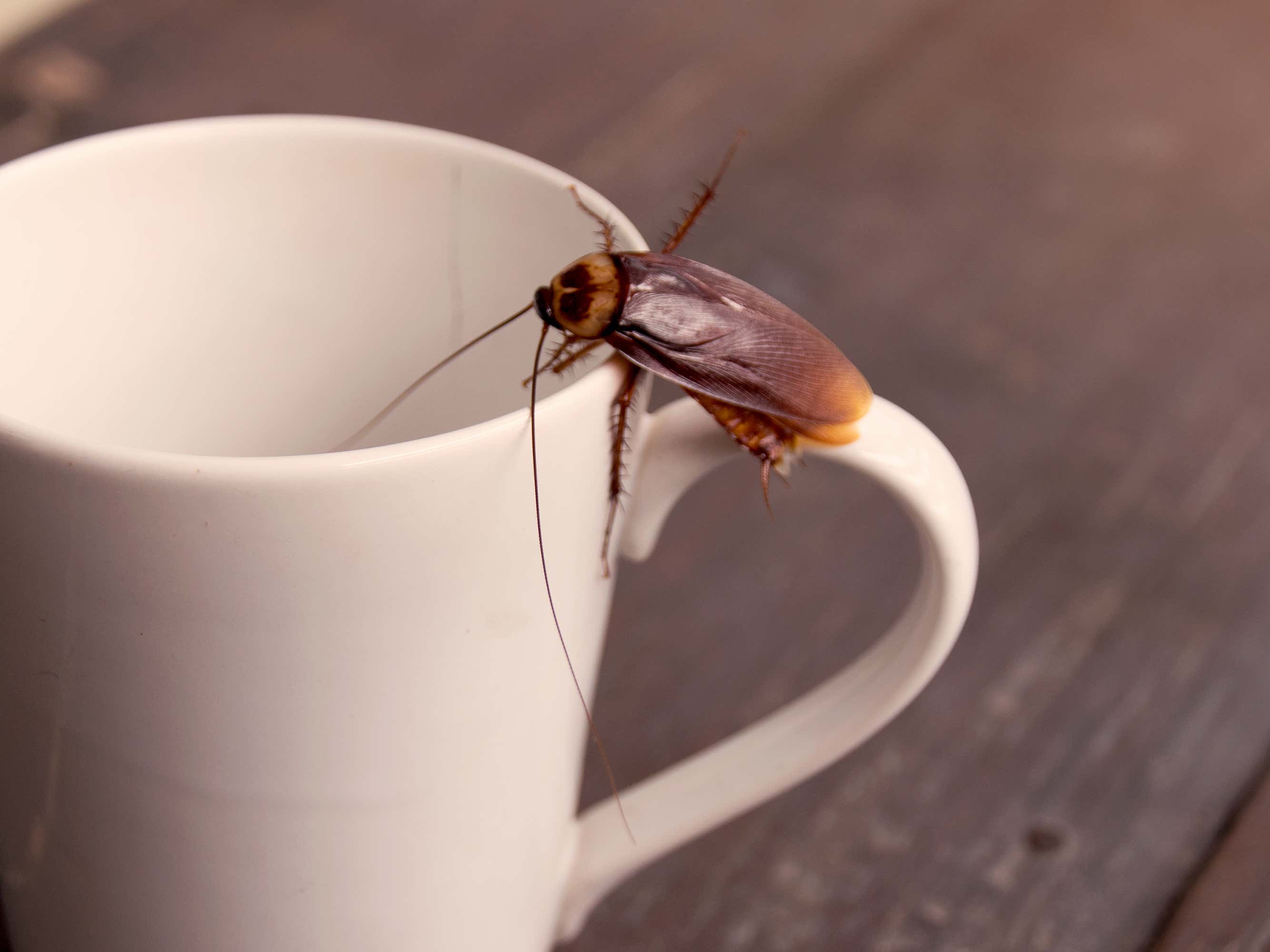Cockroaches Infest Michigan Neighborhood & Cancel Halloween For Locals ...